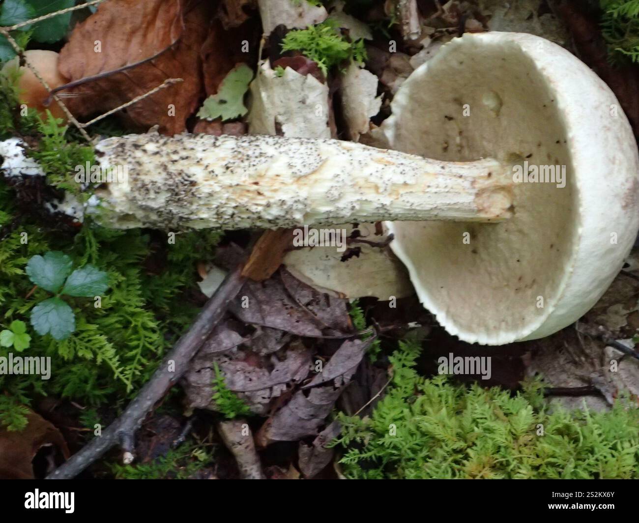 Ghost Bolete (Leccinum holopus Stock Photo - Alamy