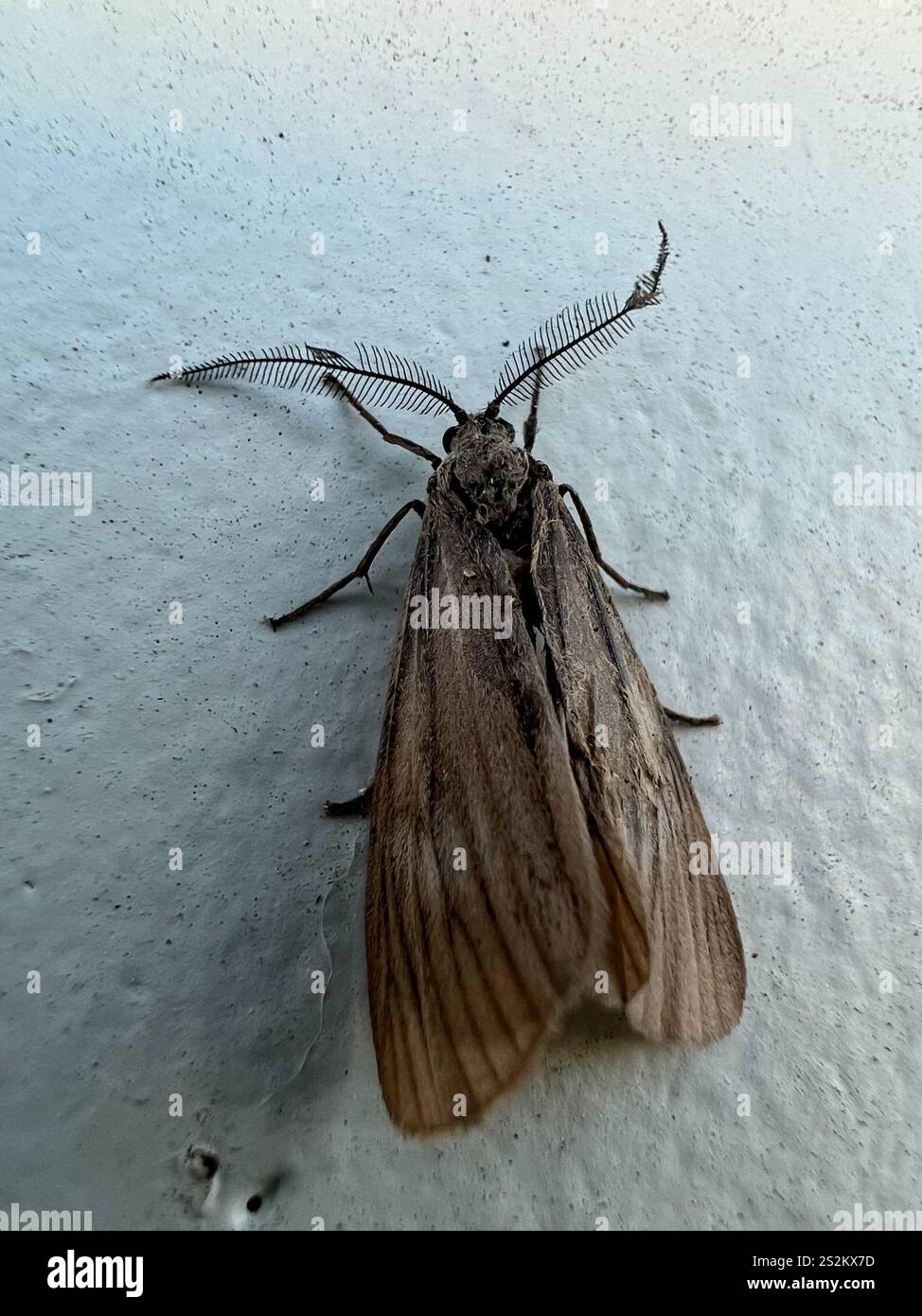 California Oak Moth (Phryganidia californica Stock Photo - Alamy