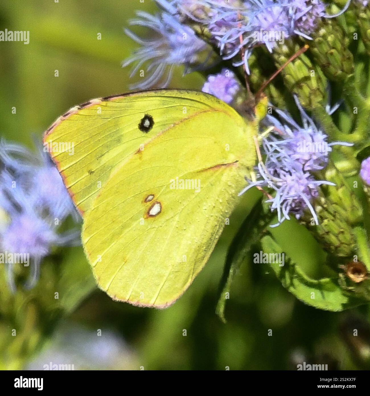 Southern Dogface (Zerene cesonia Stock Photo - Alamy