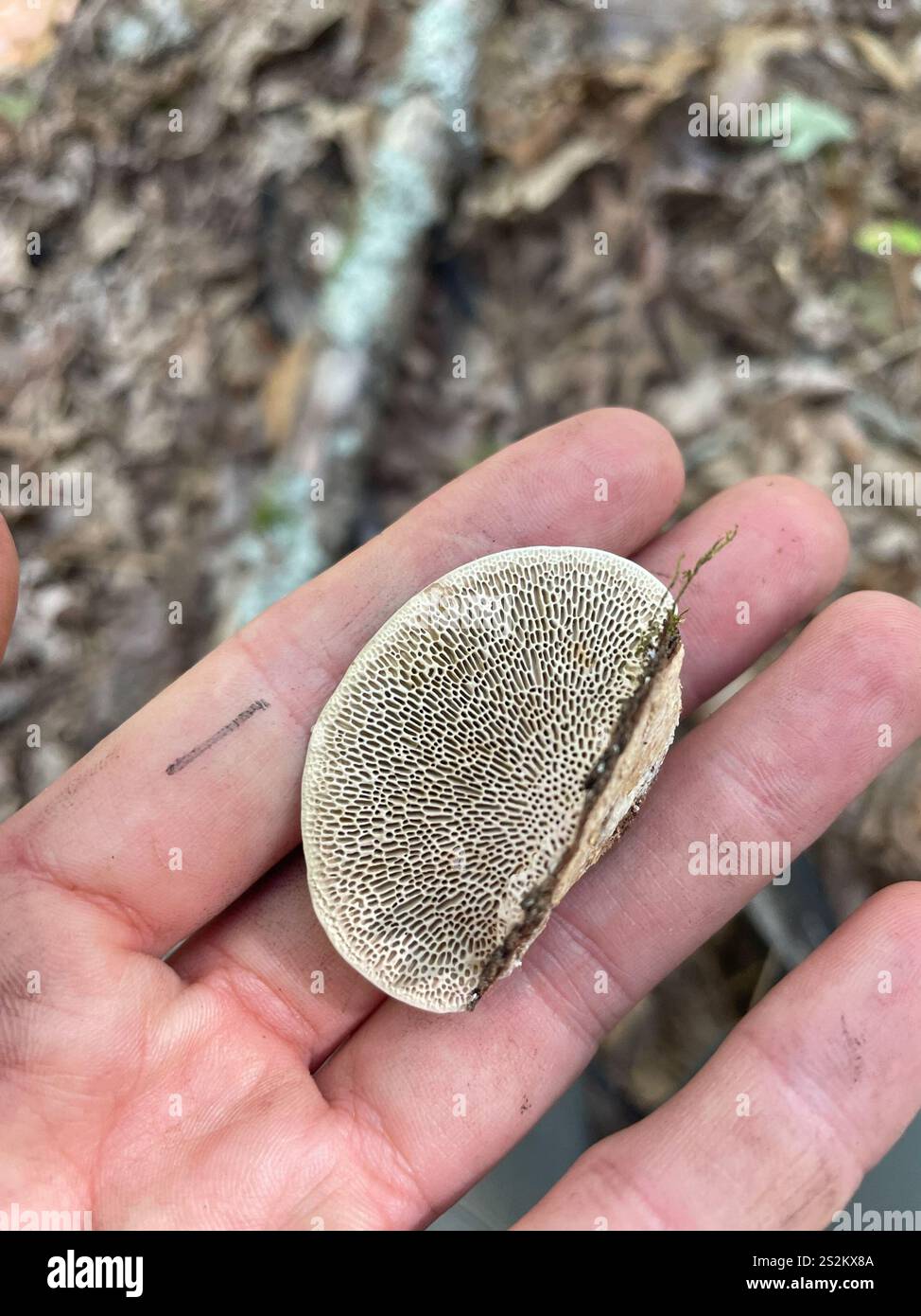 Thin-walled Maze Polypore (Daedaleopsis confragosa Stock Photo - Alamy