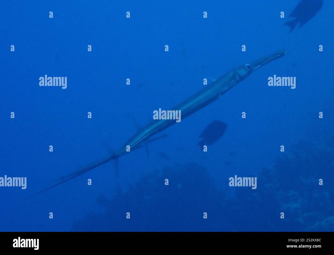 Blue-spotted Cornetfish (Fistularia commersonii Stock Photo - Alamy