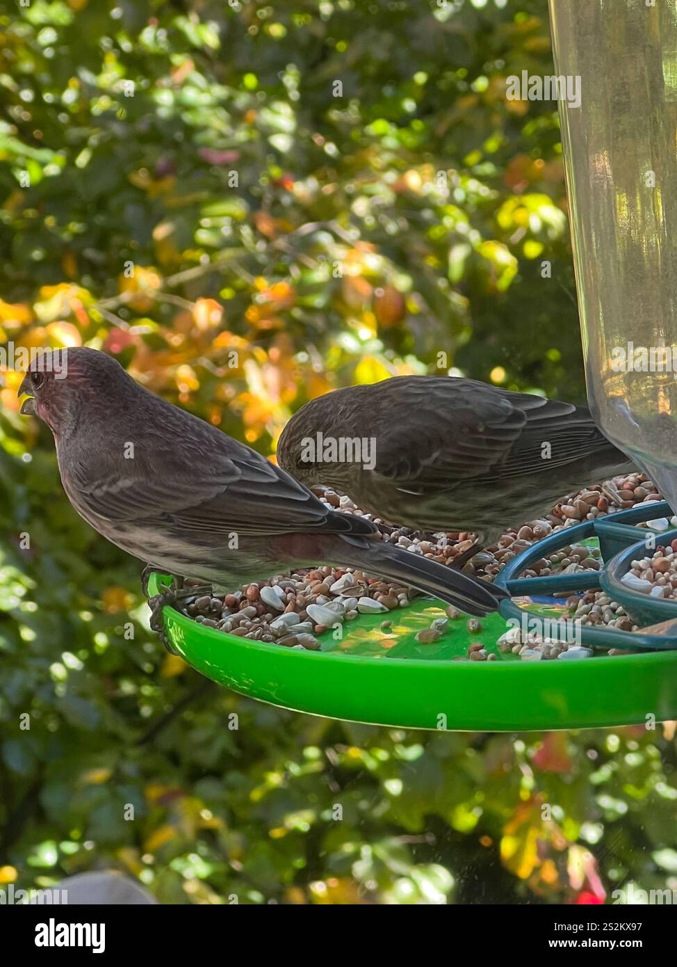 House Finch (Haemorhous mexicanus Stock Photo - Alamy