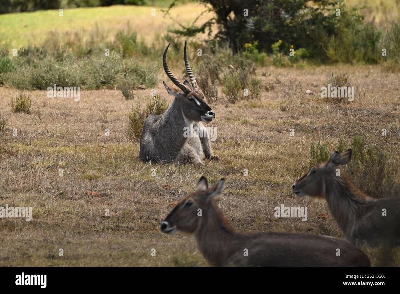 Antelope habitat hi-res stock photography and images - Alamy