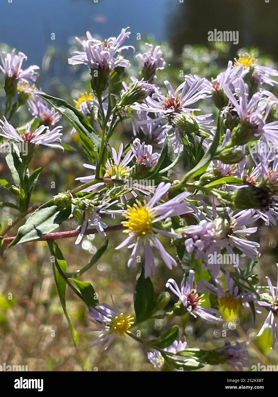 swamp aster (Symphyotrichum puniceum Stock Photo - Alamy