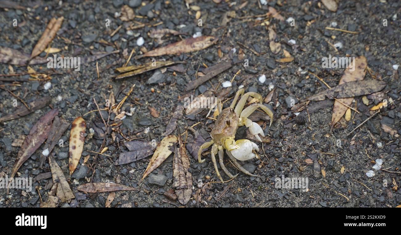 Australian Ghost Crab with a dark sand colored shell standing among ...