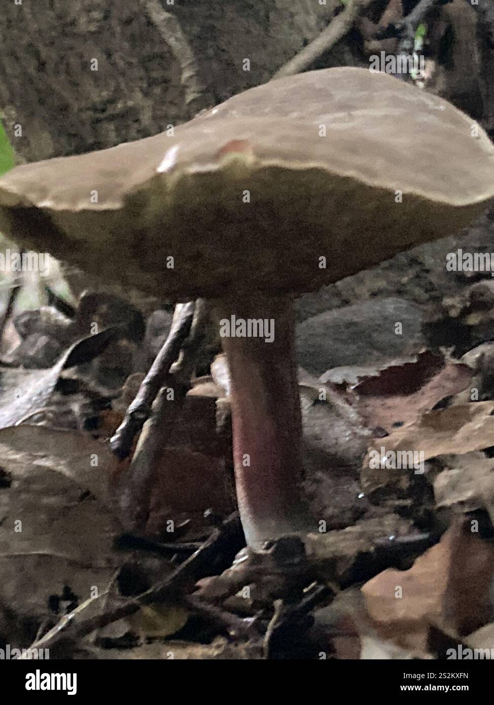 Red-cracking Bolete (Xerocomellus chrysenteron Stock Photo - Alamy