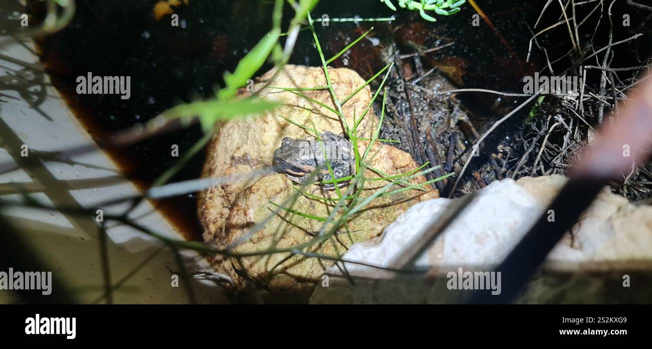 Eastern Banjo Frog (Limnodynastes dumerilii Stock Photo - Alamy