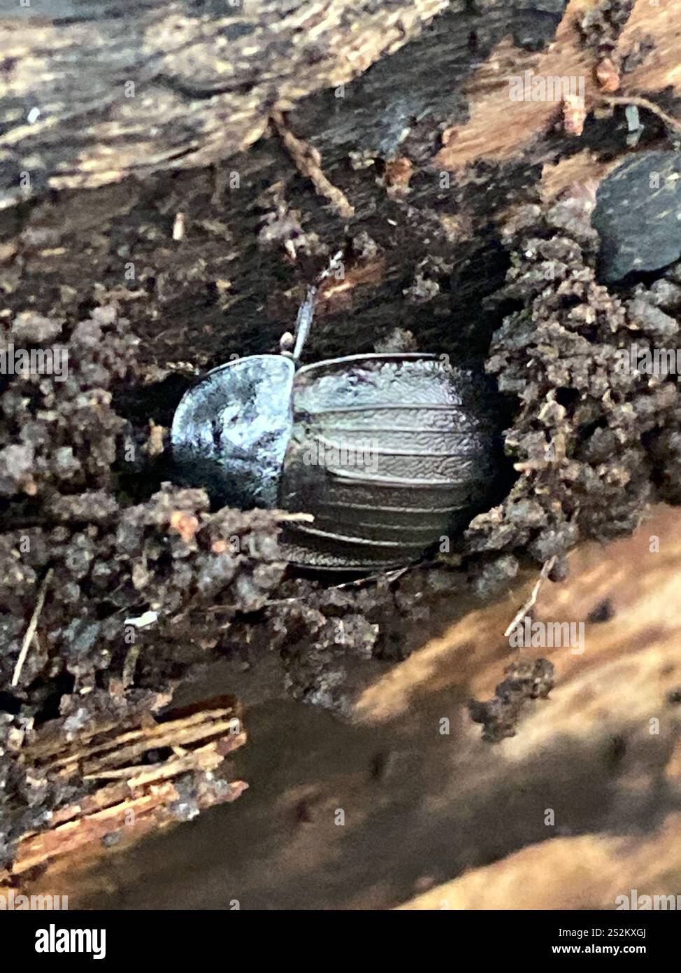Black snail beetle (Phosphuga atrata Stock Photo - Alamy