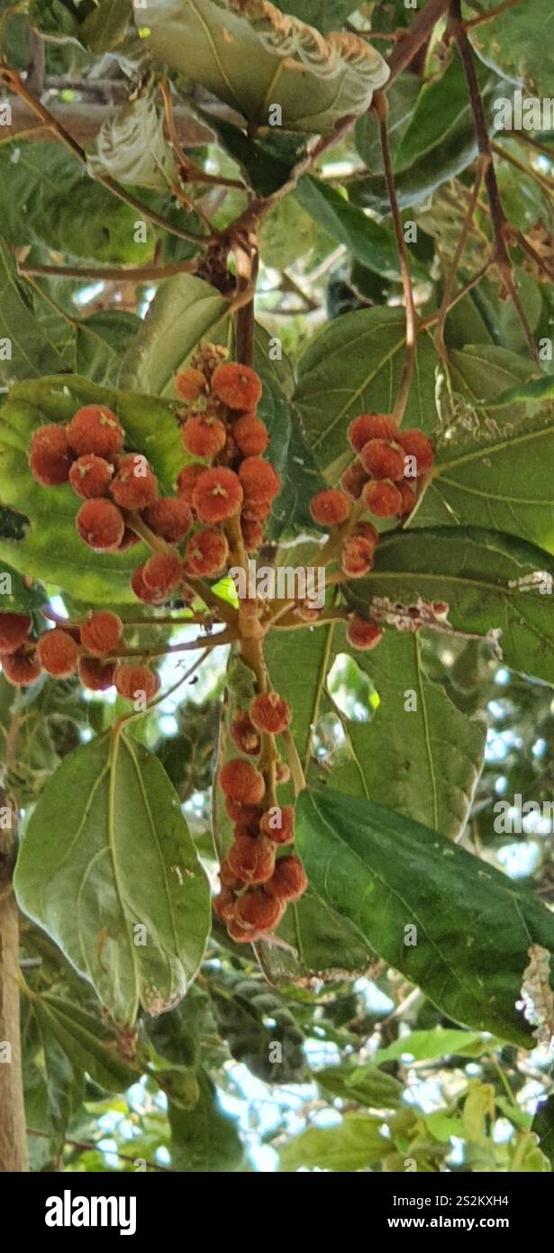 Kamala (Mallotus philippensis Stock Photo - Alamy