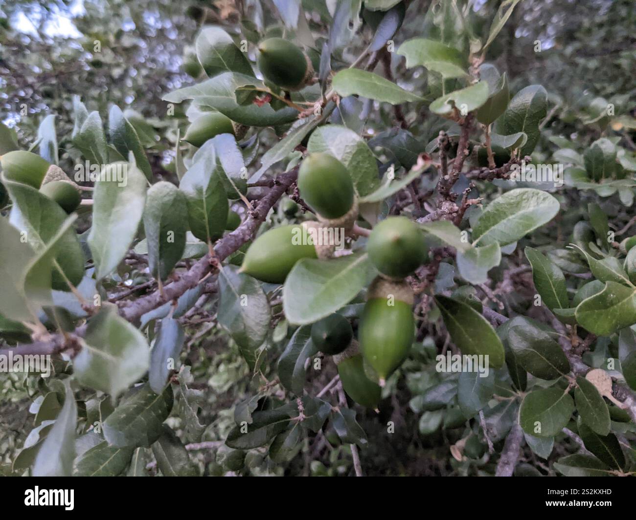 Texas live oak (Quercus fusiformis Stock Photo - Alamy