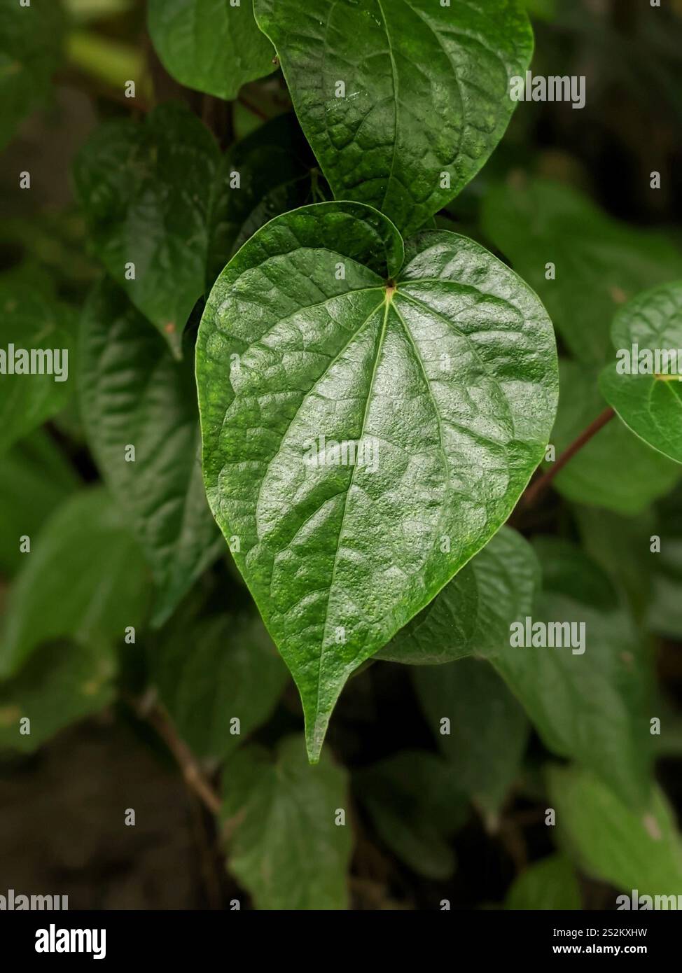 Betel leaf (Piper betle Stock Photo - Alamy