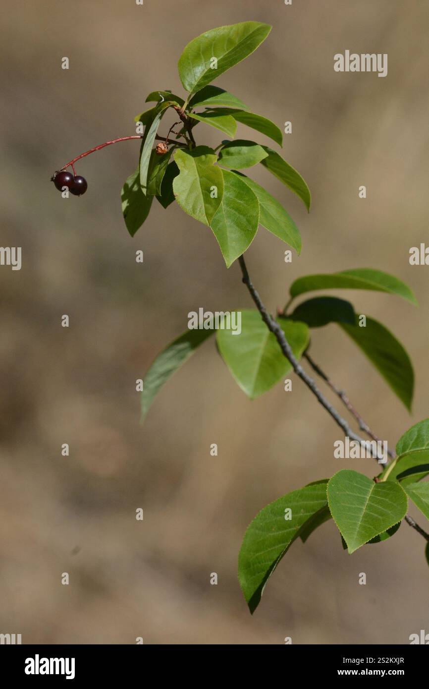 chokecherry (Prunus virginiana Stock Photo - Alamy