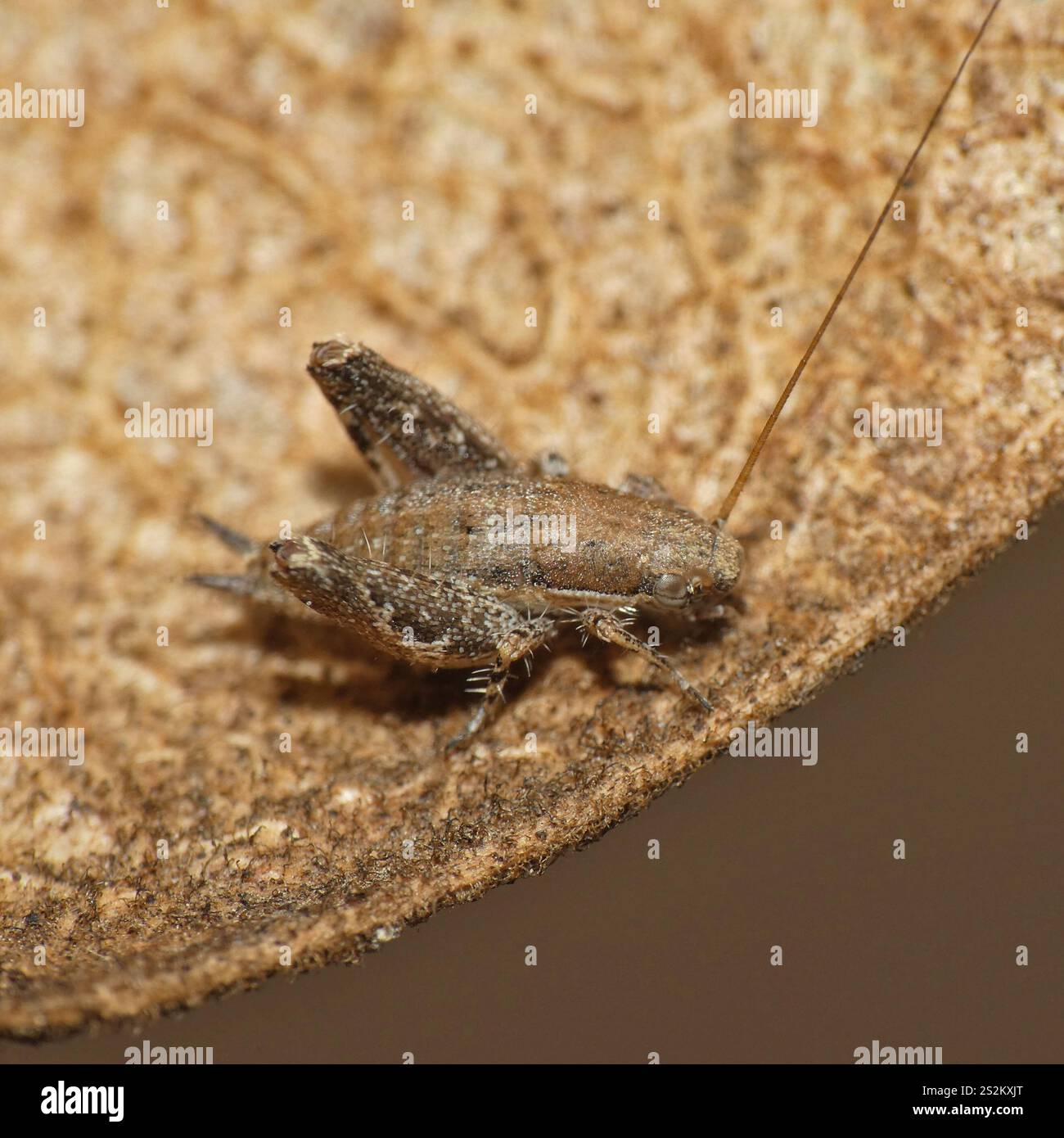 True Crickets and Allies (Grylloidea Stock Photo - Alamy