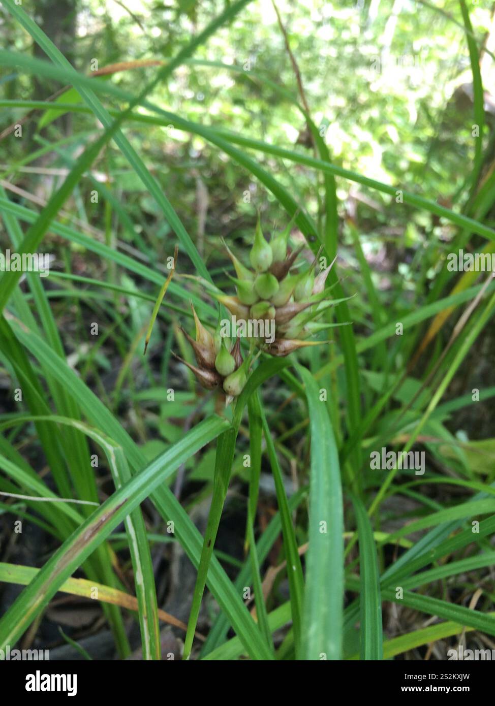 hop sedge (Carex lupulina Stock Photo - Alamy