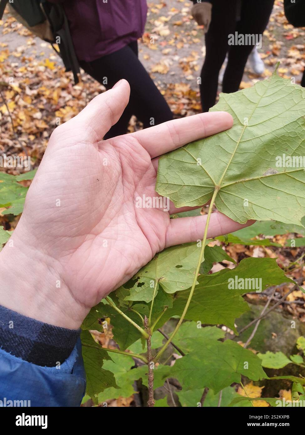 black maple (Acer nigrum Stock Photo - Alamy