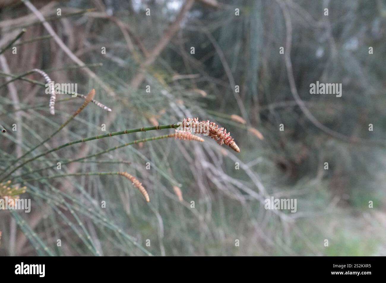 Drooping She-oak (Allocasuarina verticillata Stock Photo - Alamy