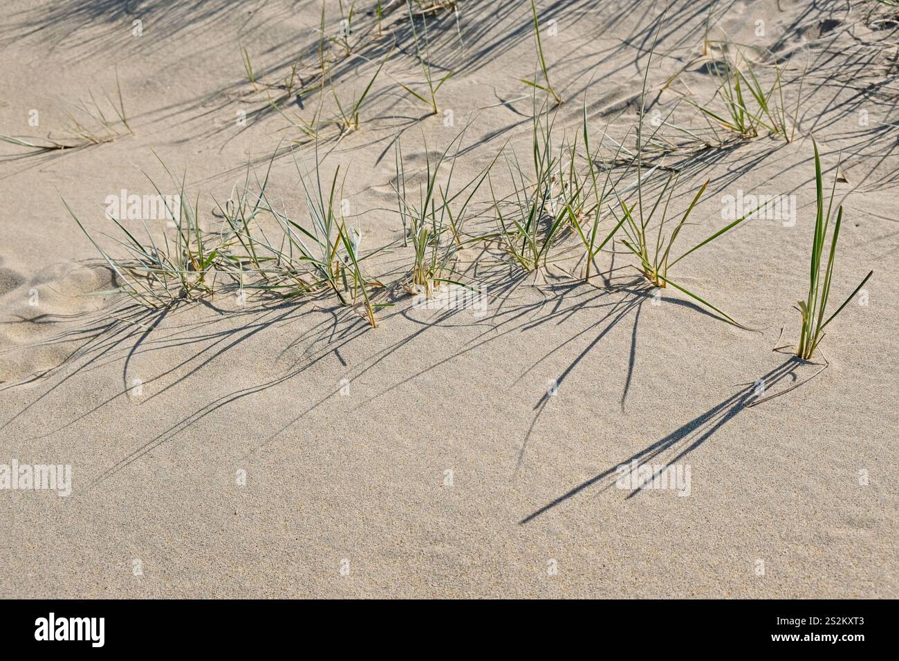 Sparse grasses growing in a small section of sand dune by the beach ...