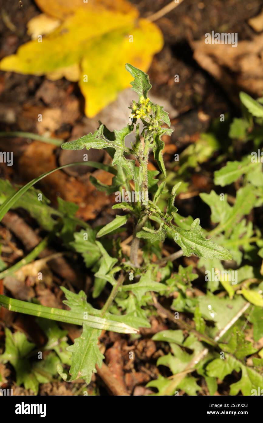 Hedge mustard (Sisymbrium officinale Stock Photo - Alamy