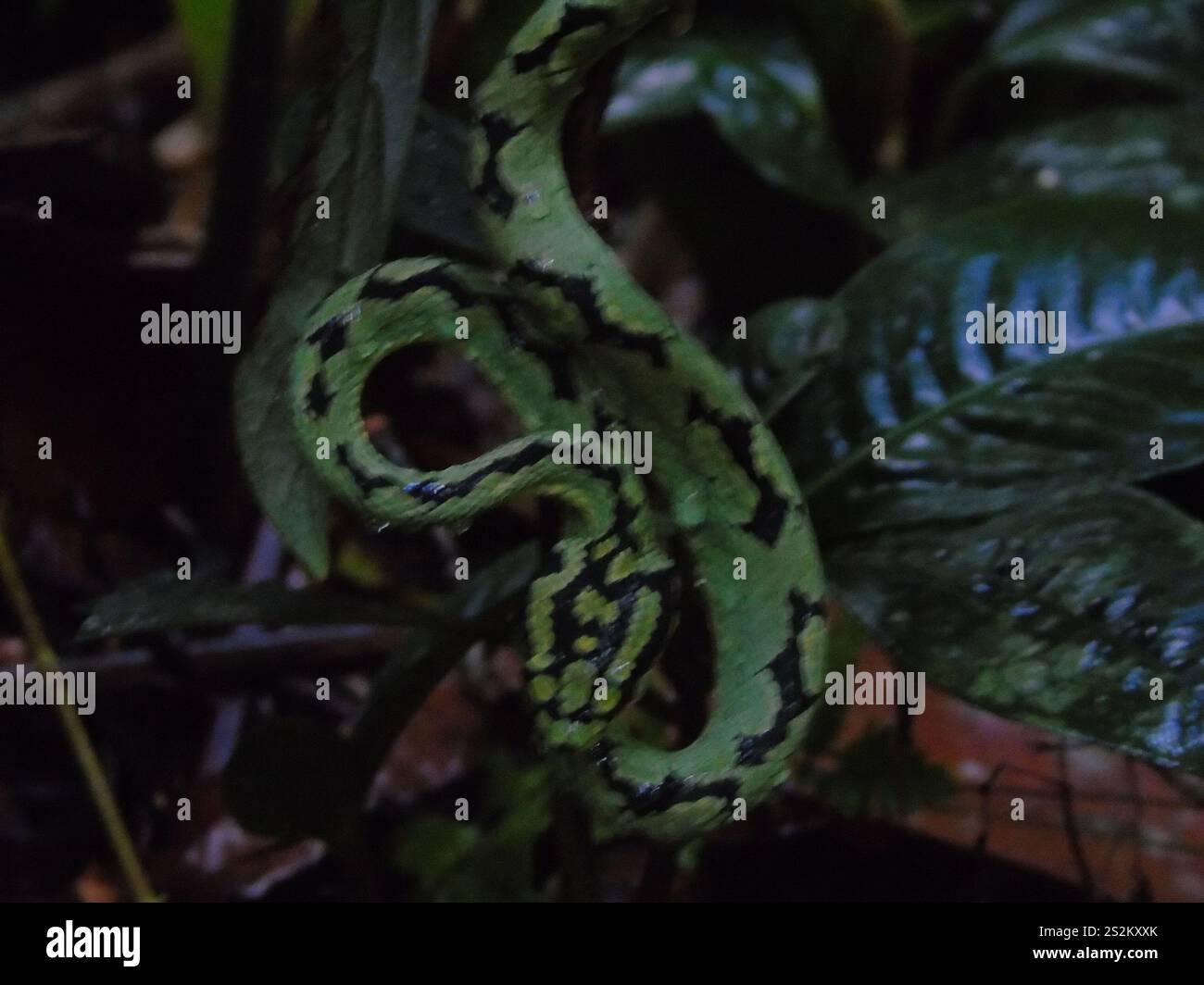 Sri Lankan Green Pit Viper (Craspedocephalus trigonocephalus Stock ...