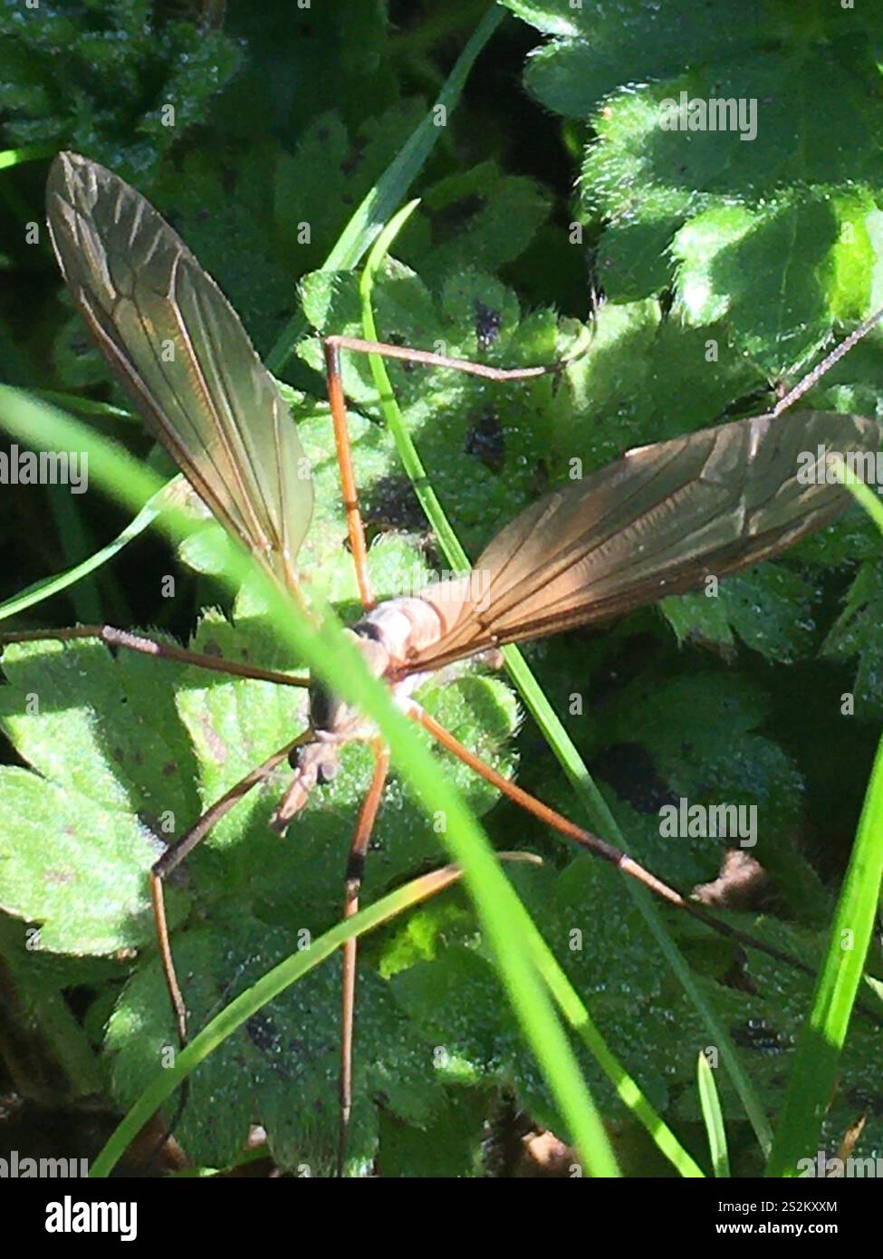 European Crane Fly (Tipula paludosa Stock Photo - Alamy