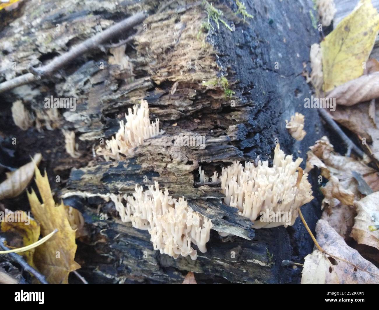 crown-tipped coral fungus (Artomyces pyxidatus Stock Photo - Alamy