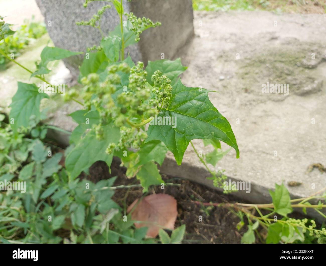 Eurasian maple-leaved goosefoot (Chenopodiastrum hybridum Stock Photo ...