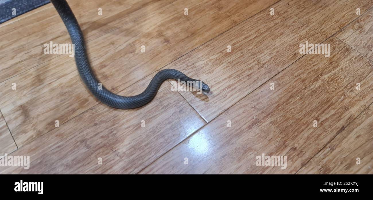 Eastern Brown Snake (Pseudonaja textilis Stock Photo - Alamy