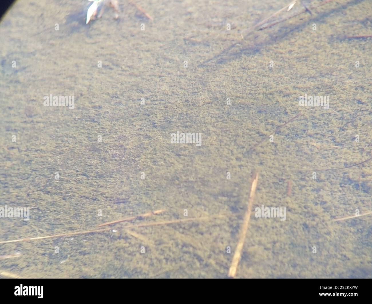 Sheepshead Minnow (Cyprinodon variegatus Stock Photo - Alamy