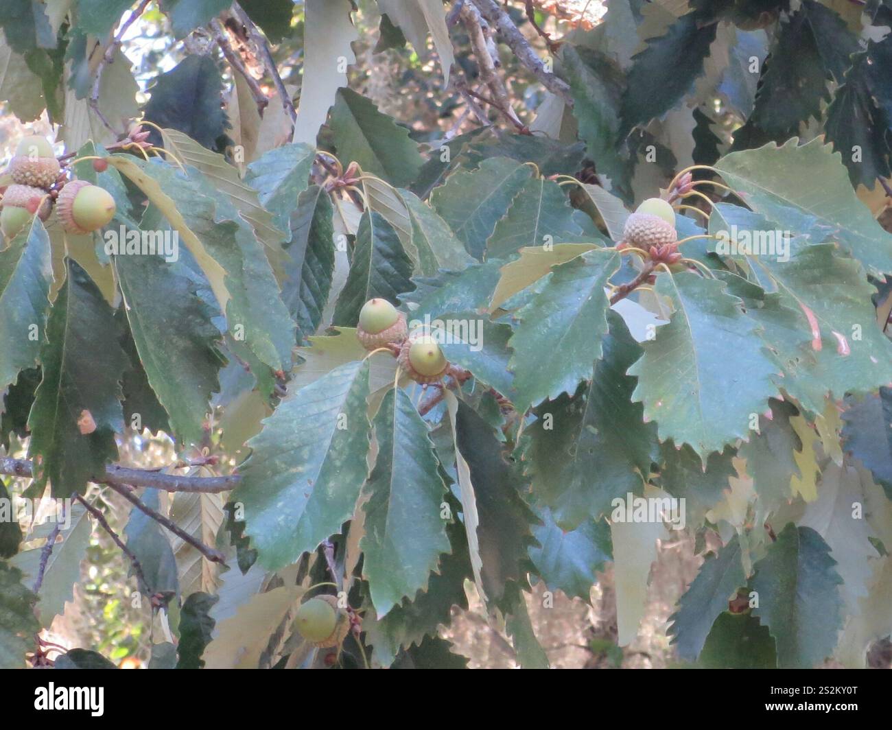 swamp chestnut oak (Quercus michauxii Stock Photo - Alamy