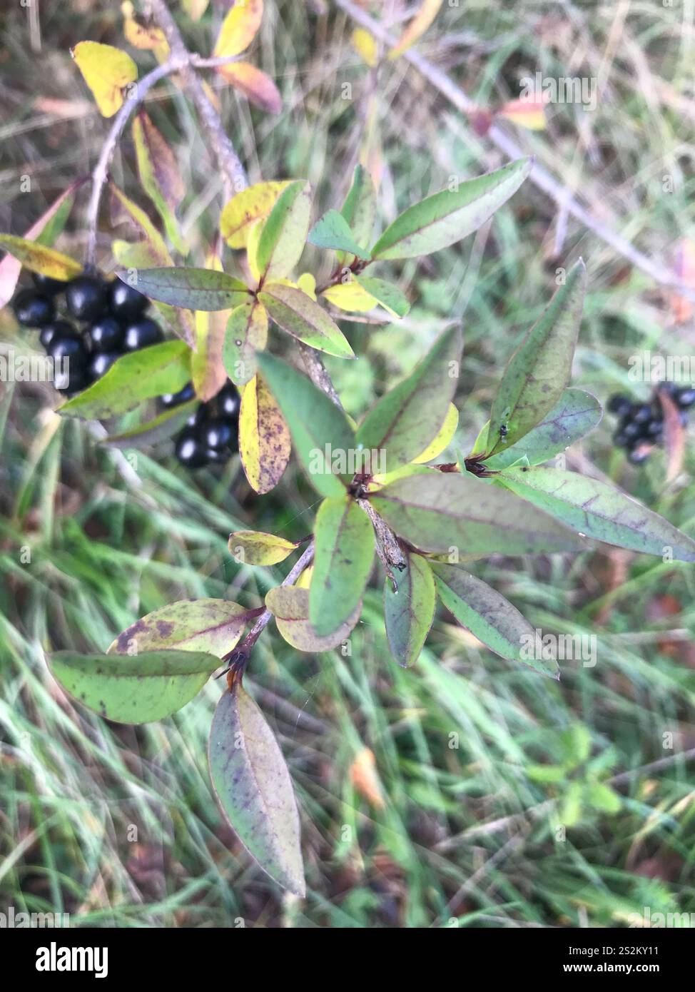 Common Privet (Ligustrum vulgare Stock Photo - Alamy