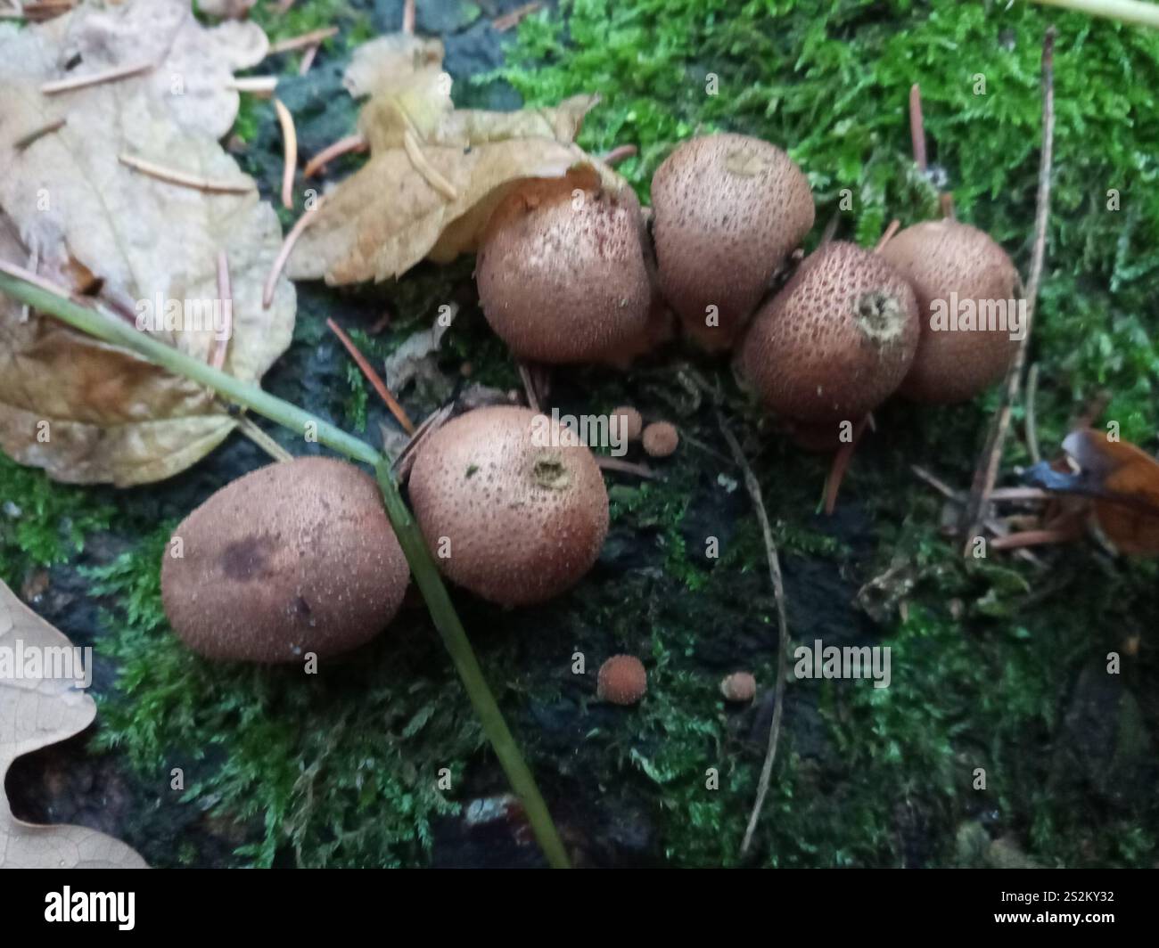 Pear-shaped Puffball (Apioperdon pyriforme Stock Photo - Alamy