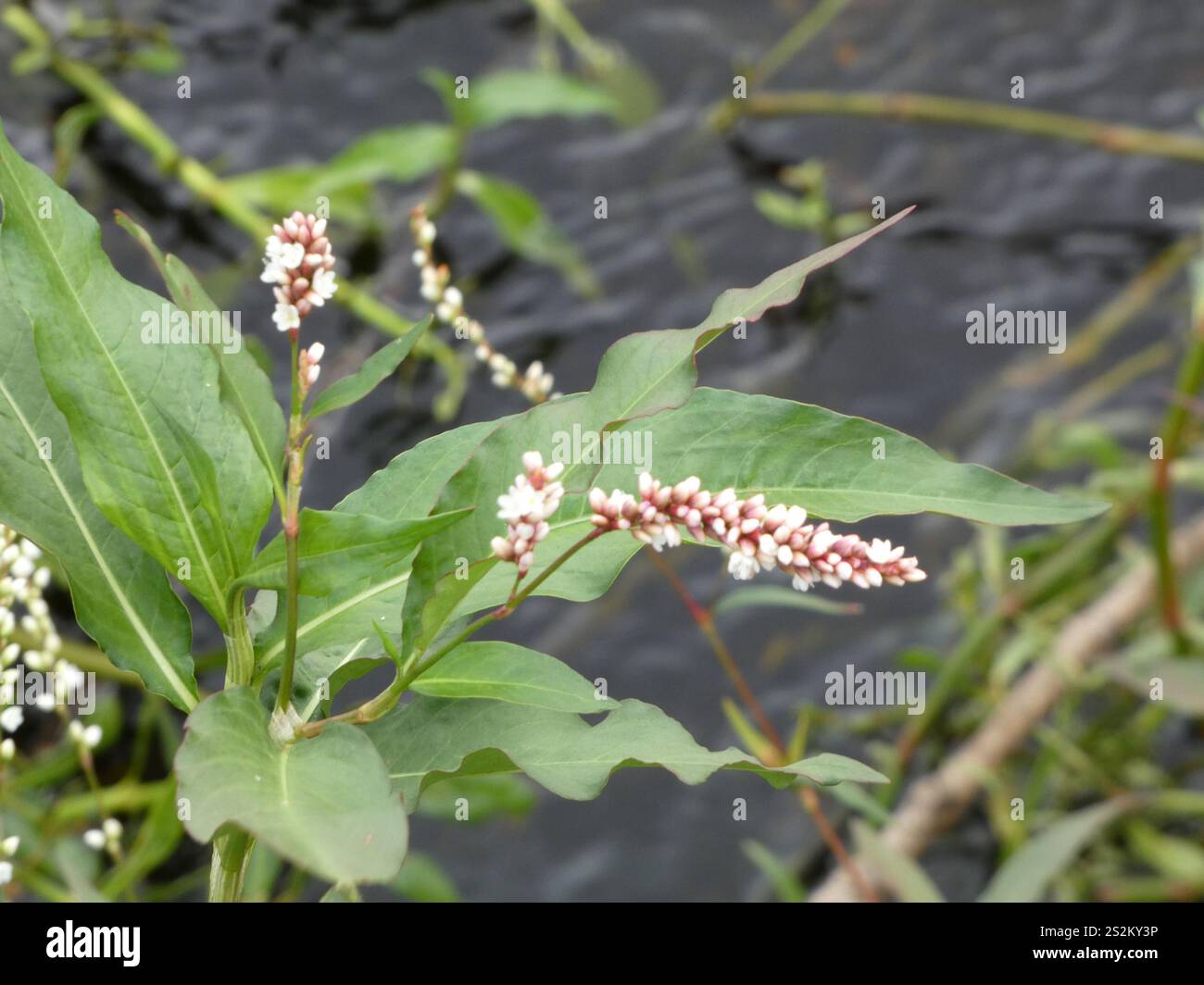swamp smartweed (Persicaria hydropiperoides Stock Photo - Alamy