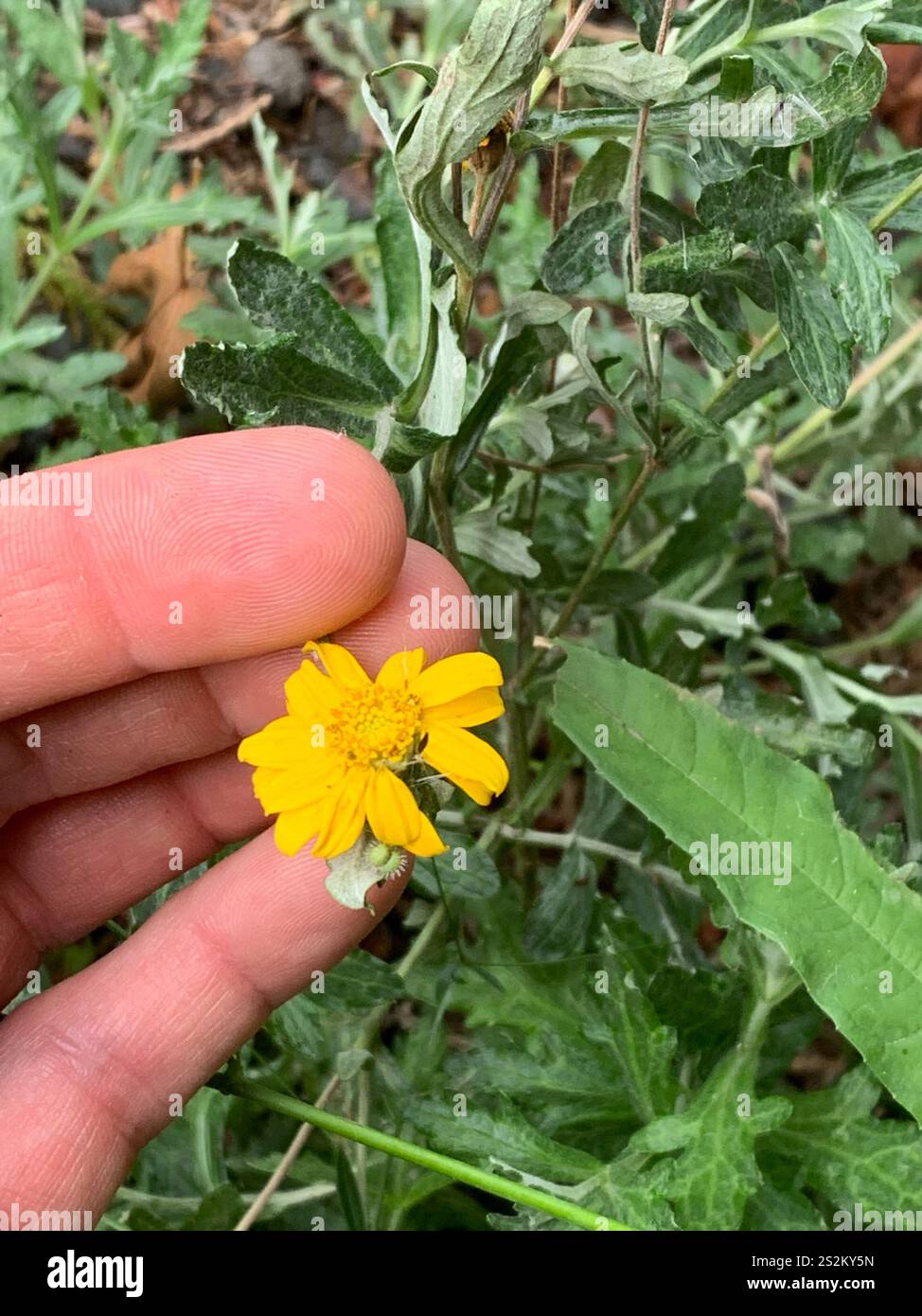 common woolly sunflower (Eriophyllum lanatum Stock Photo - Alamy