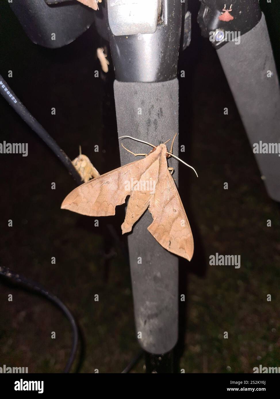 Sphinx Moths (Sphingidae Stock Photo - Alamy