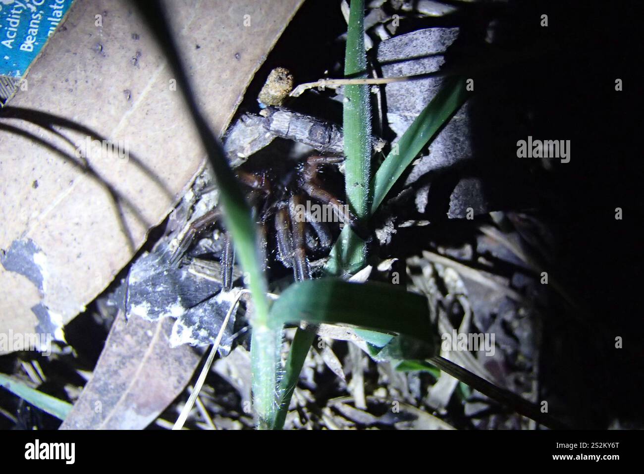 Brown Trapdoor Spiders (Arbanitis Stock Photo - Alamy