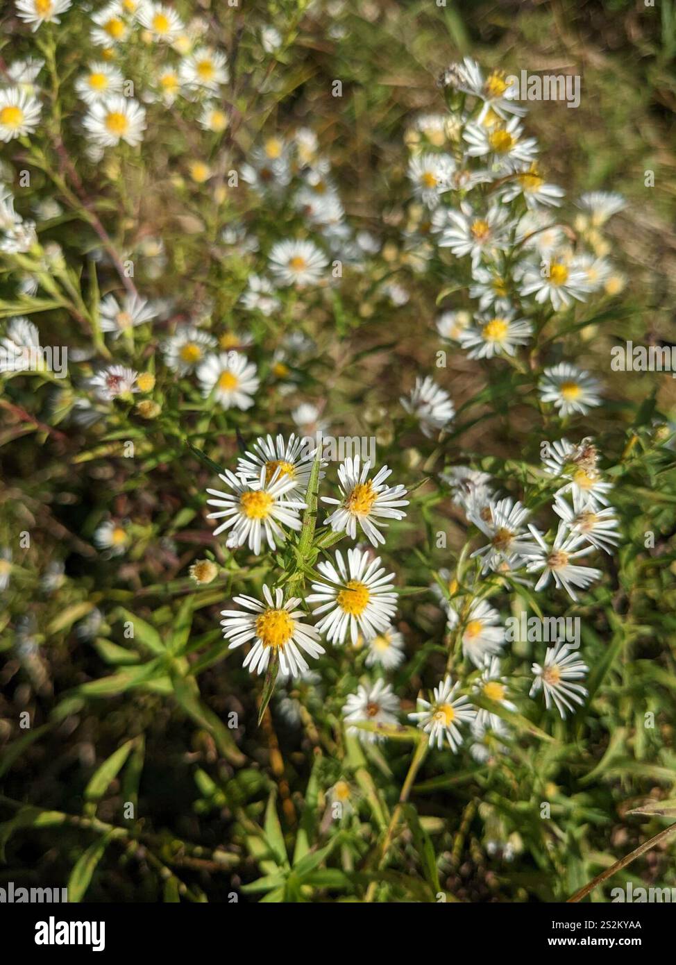 panicled aster (Symphyotrichum lanceolatum Stock Photo - Alamy