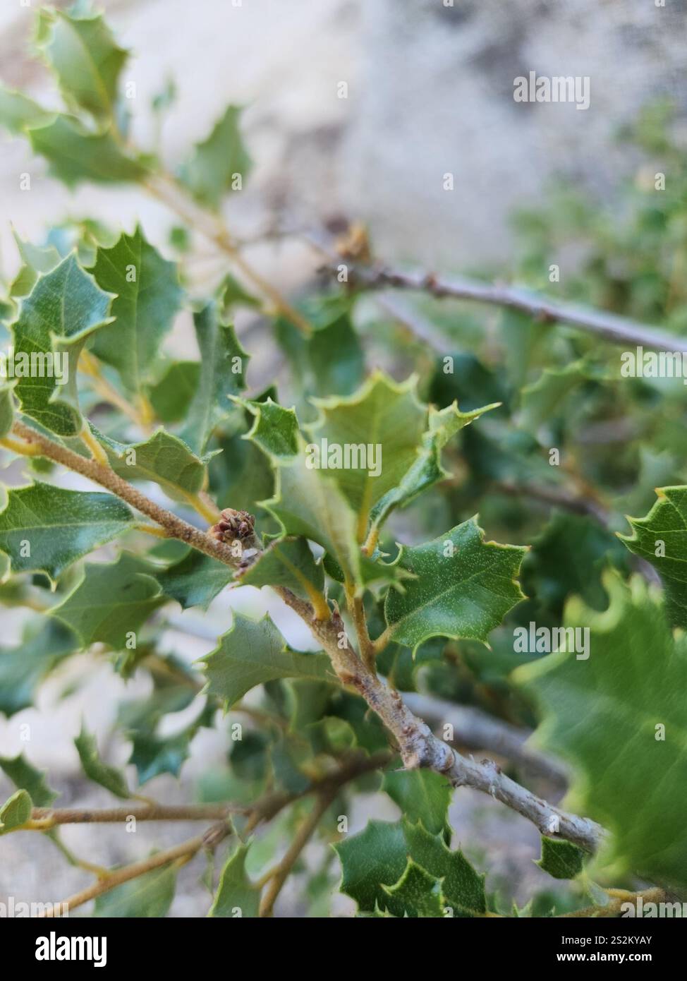 canyon live oak (Quercus chrysolepis Stock Photo - Alamy