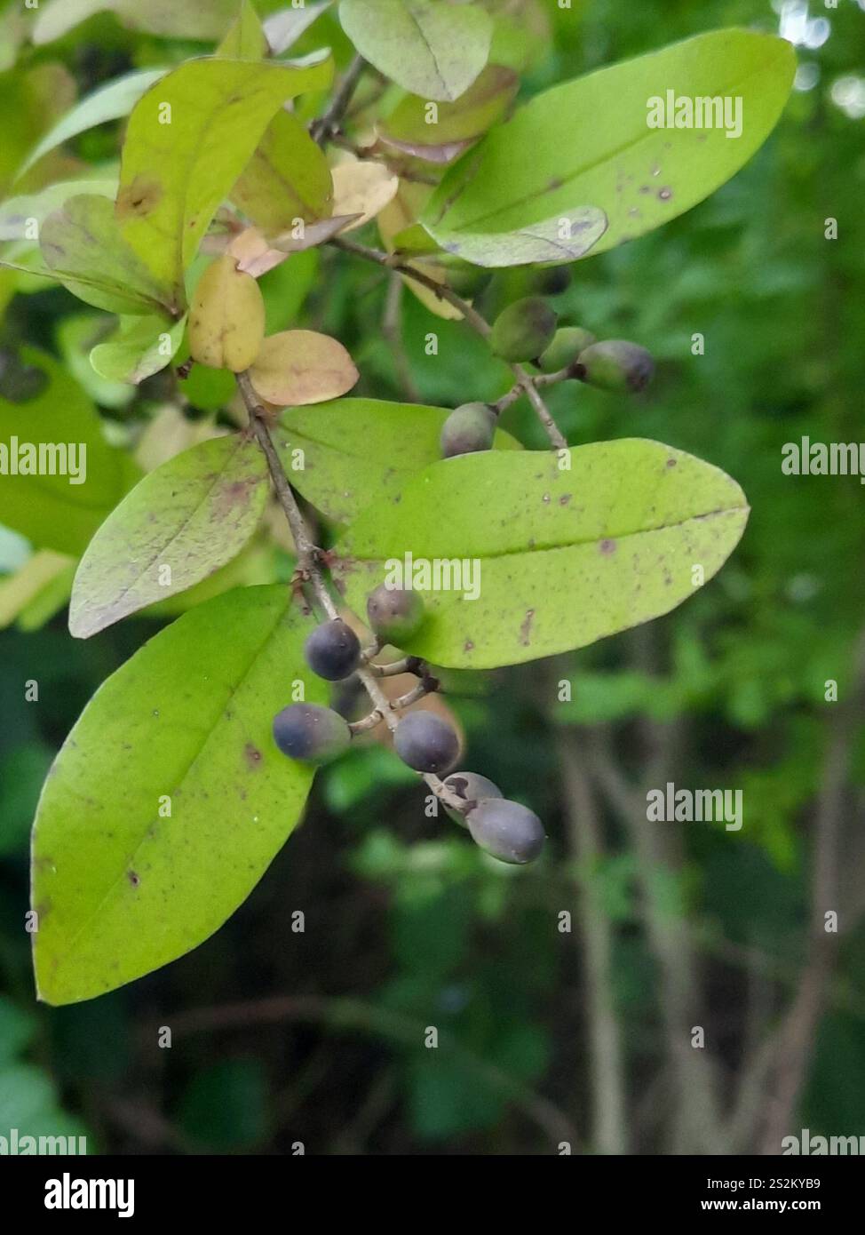 border privet (Ligustrum obtusifolium Stock Photo - Alamy