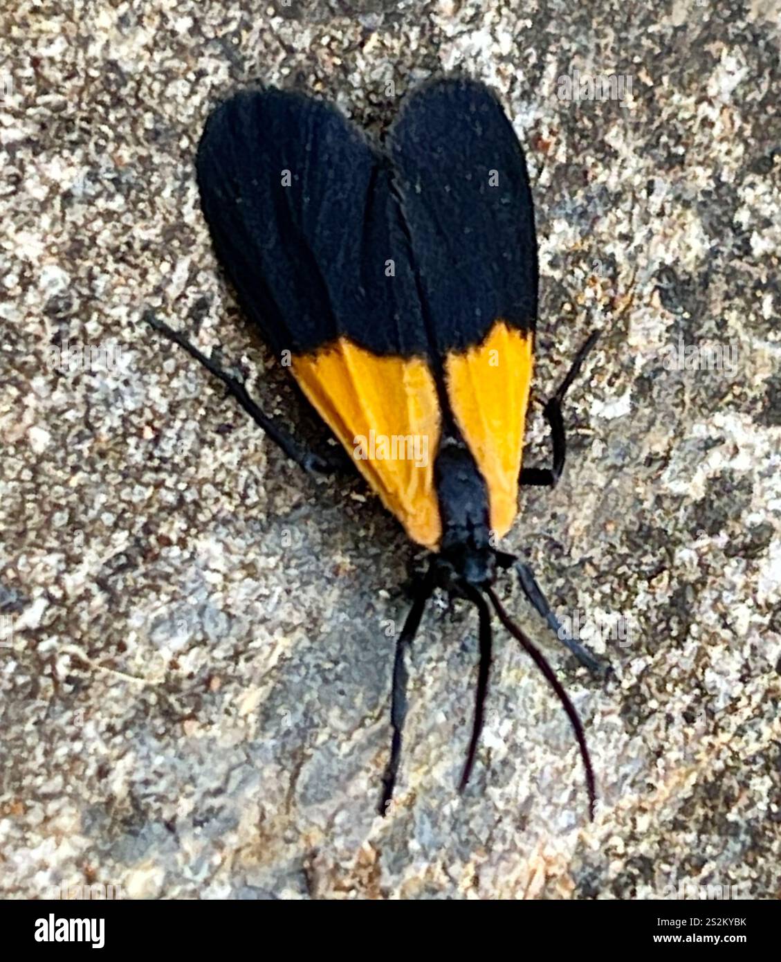 Black-and-yellow Lichen Moth (Lycomorpha pholus Stock Photo - Alamy