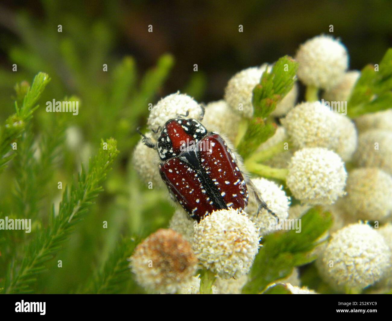Peninsula Cape Protea Chafer (Trichostetha capensis capensis Stock ...