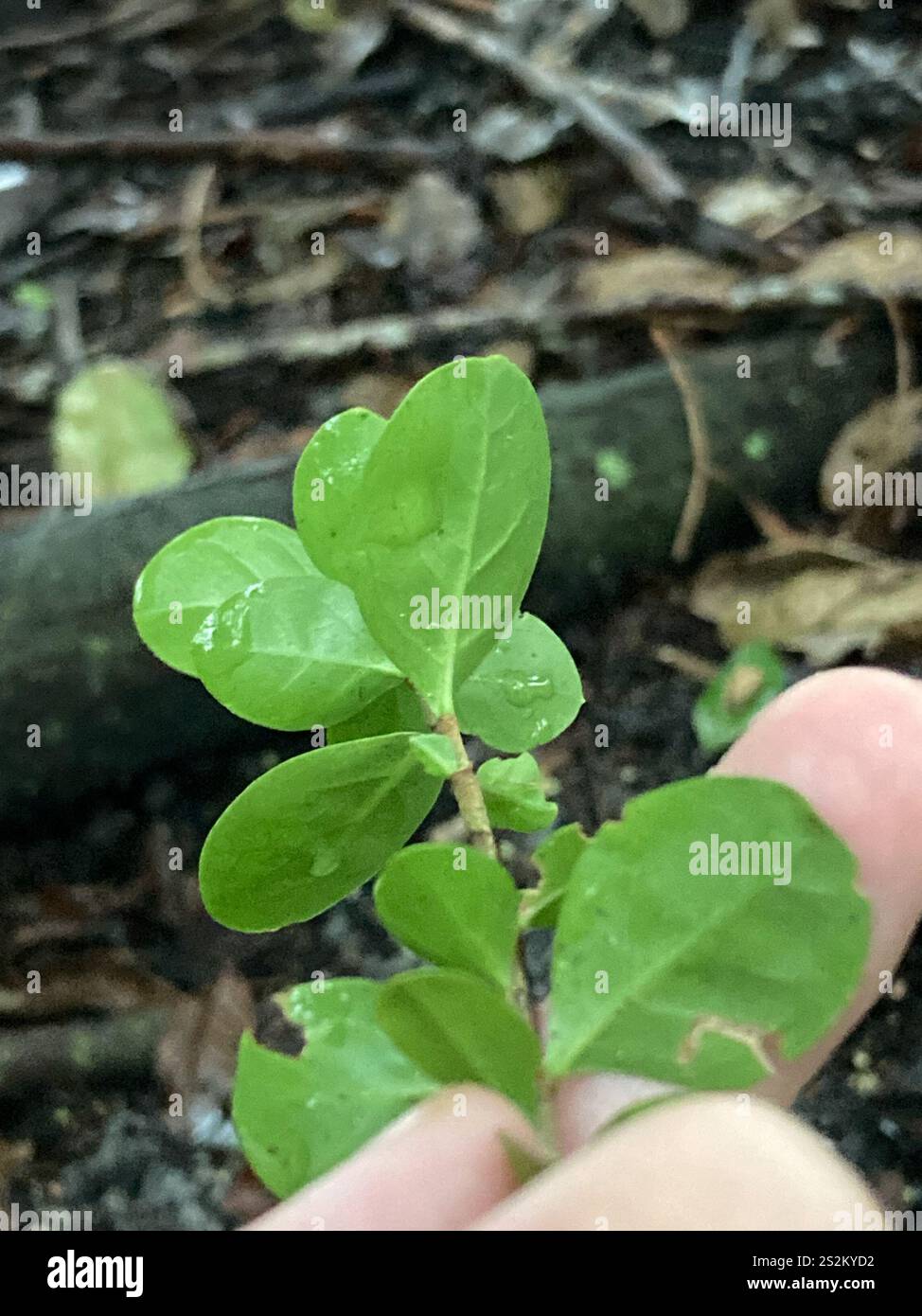 Simpson's Stopper (Myrcianthes fragrans Stock Photo - Alamy