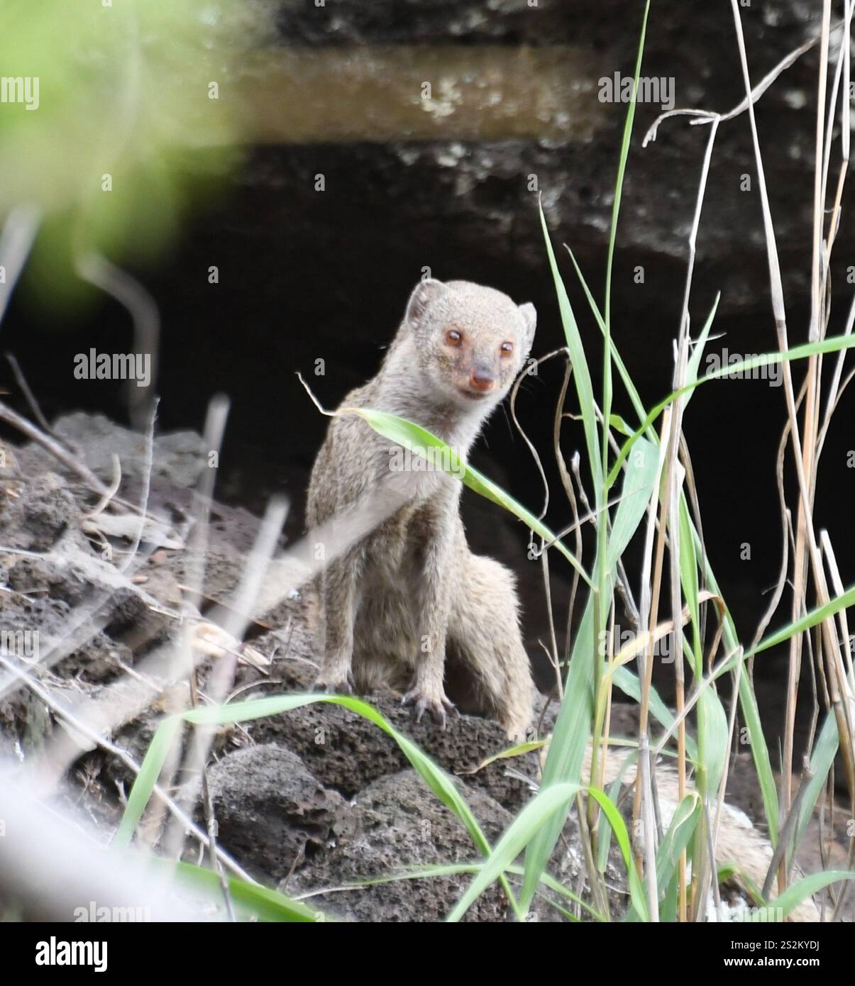 Small Indian Mongoose (Urva auropunctata Stock Photo - Alamy