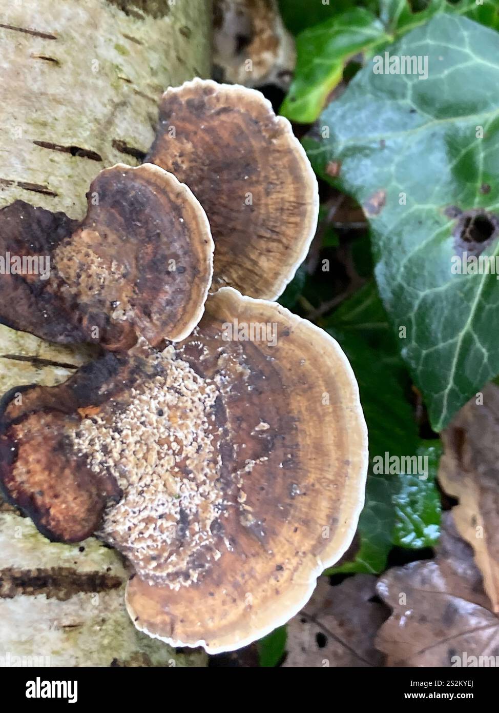 Thin-walled Maze Polypore (Daedaleopsis confragosa Stock Photo - Alamy