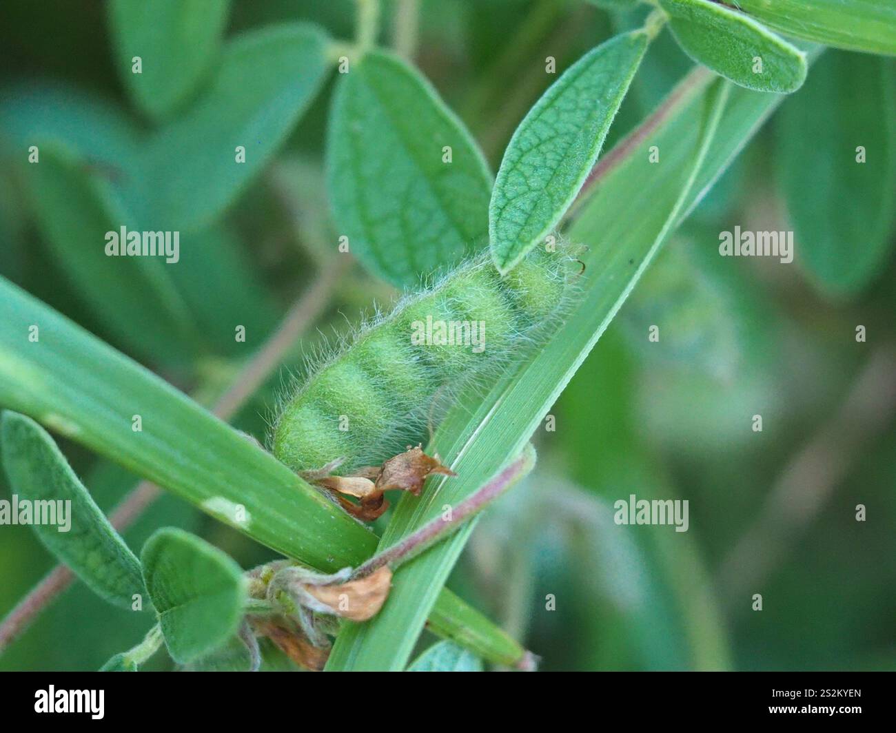 Showy Pigeonpea (Cajanus scarabaeoides Stock Photo - Alamy