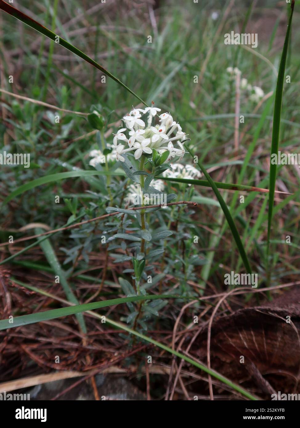 Common Rice-flower (Pimelea humilis Stock Photo - Alamy