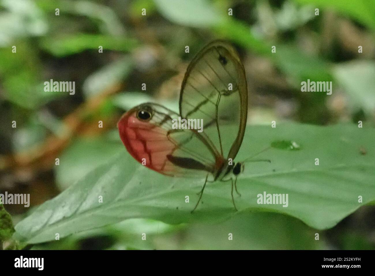 Rusted Clearwing-Satyr (Cithaerias pireta Stock Photo - Alamy