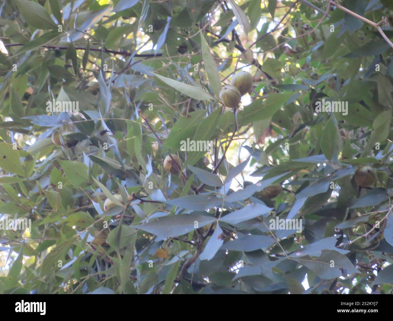 pignut hickory (Carya glabra Stock Photo - Alamy