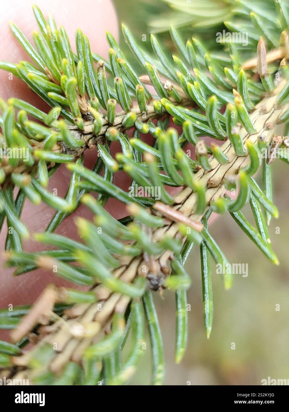 white spruce (Picea glauca Stock Photo - Alamy