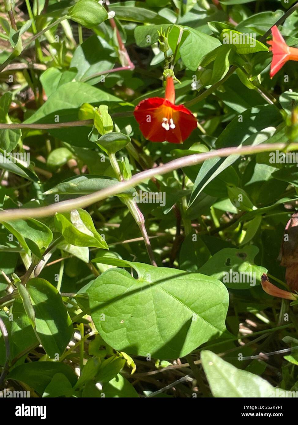 red morning glory (Ipomoea coccinea Stock Photo - Alamy
