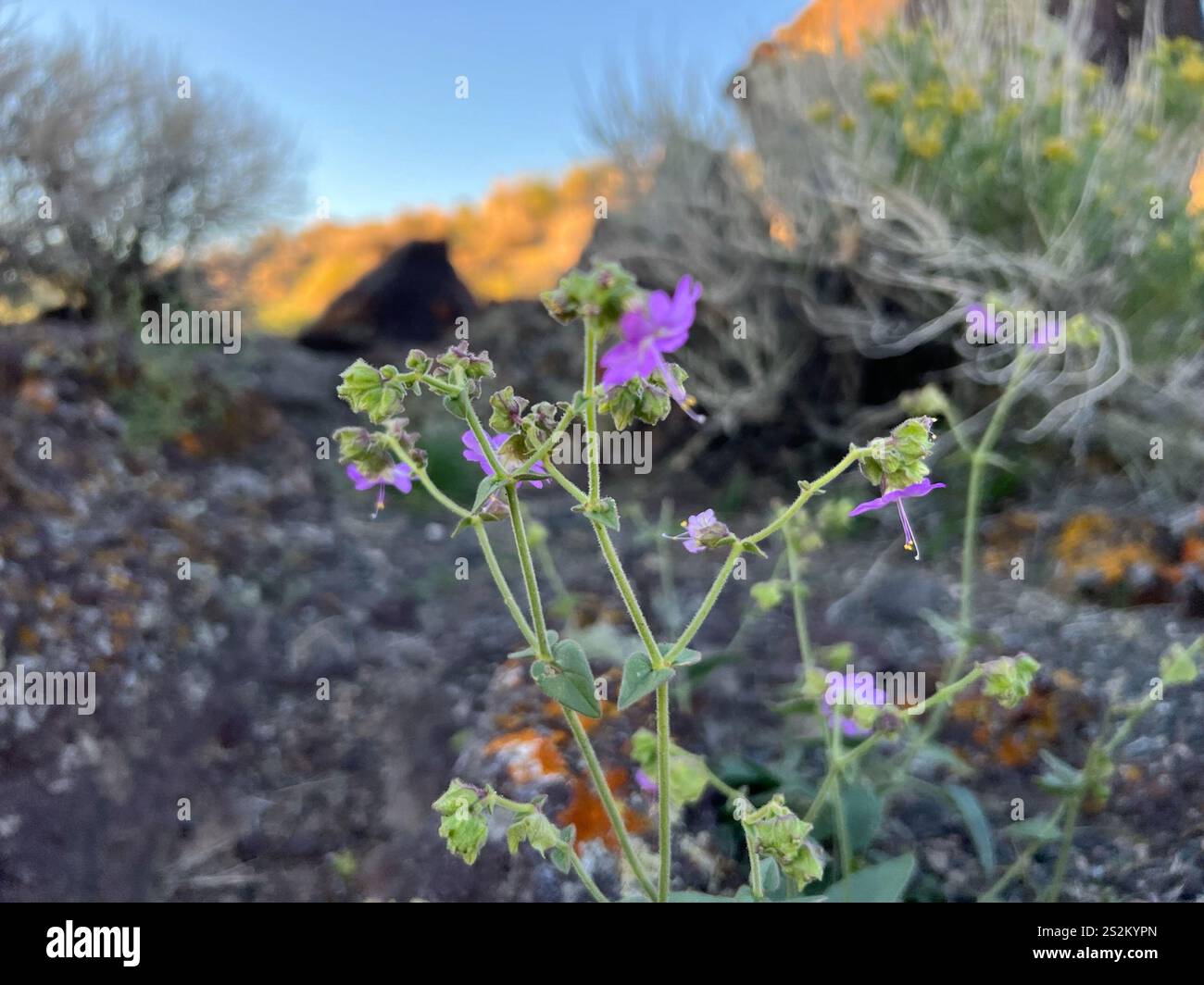 Wishbone Bush (Mirabilis laevis Stock Photo - Alamy